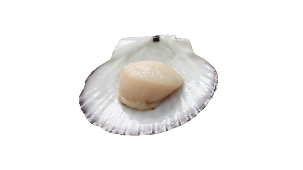 Fresh Scallops – Deep Sea Commercial Fishing
